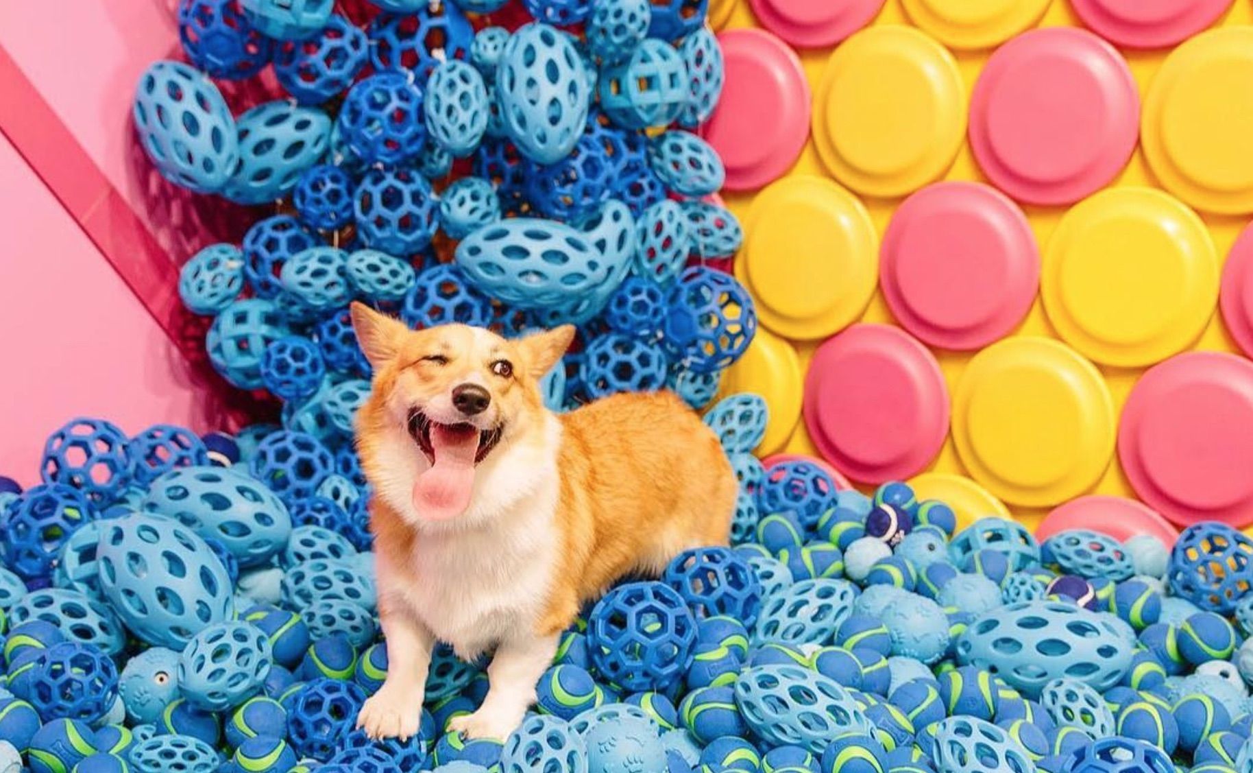 NYC Pop-Up for Dogs Is as Cute as It Gets
