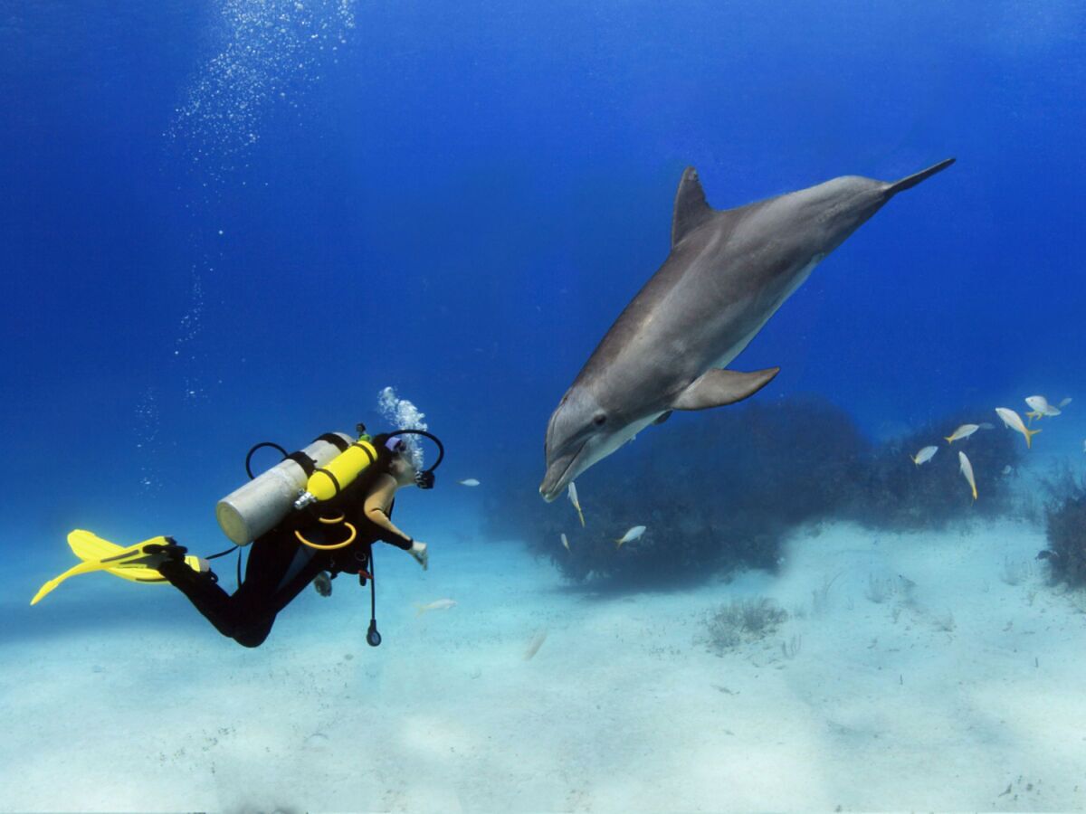 Where to Swim With Dolphins, Whales, and Manatees in the Wild