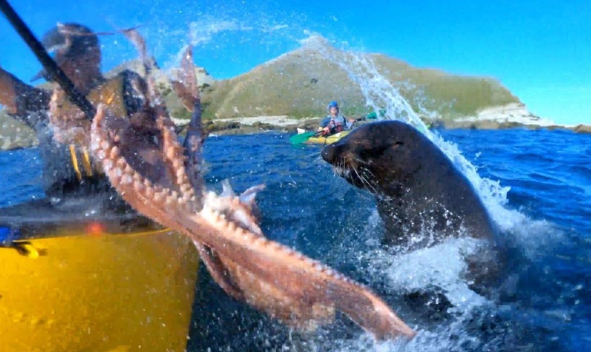 A Seal Slapped a Kayaker in the Face With an Octopus Off the Coast of ...