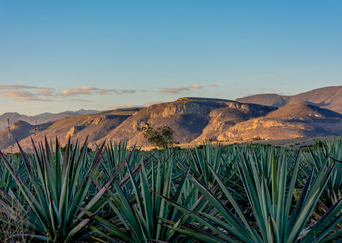 There's a Reality to Living Off the Land in Mexico
