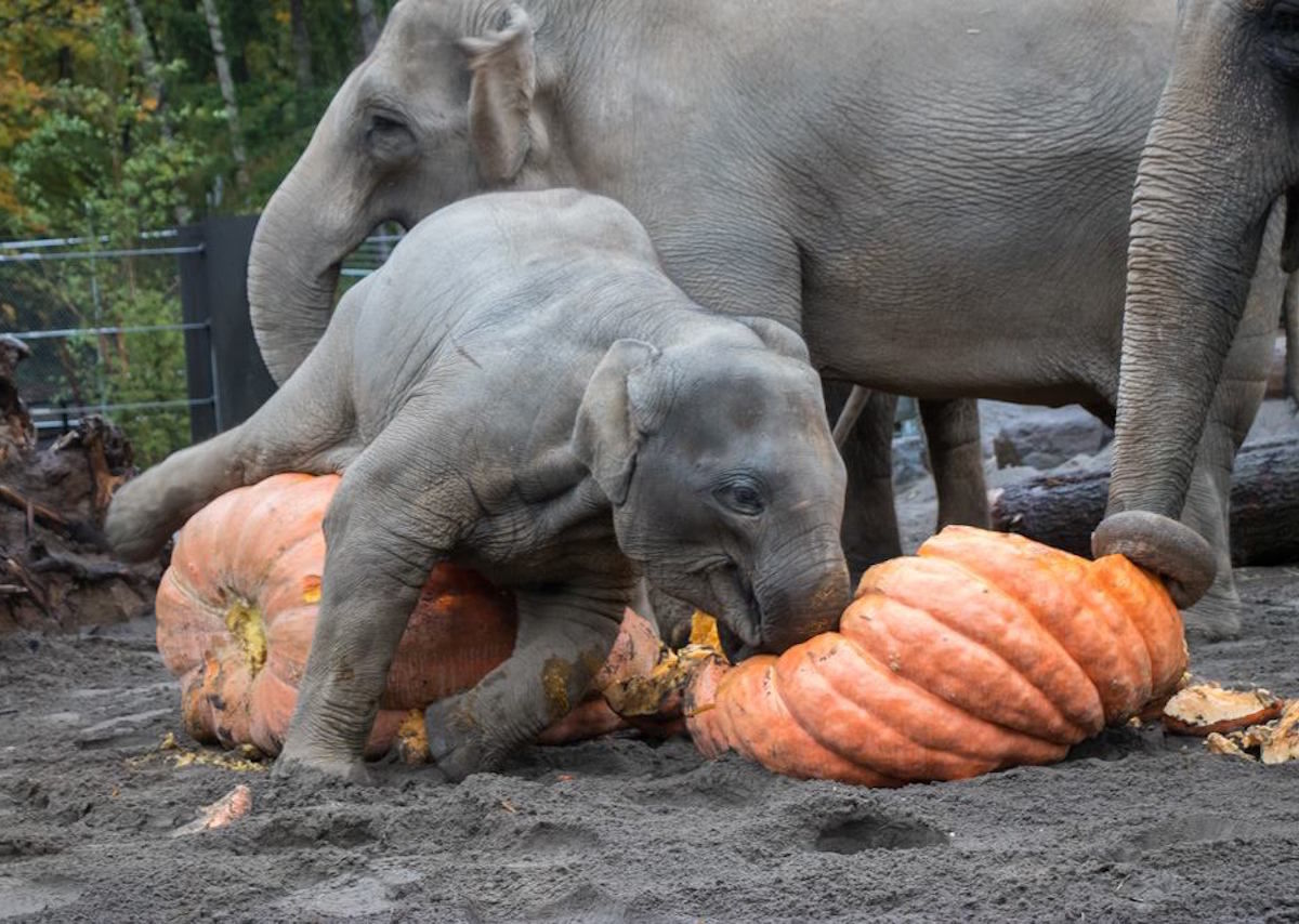 Elephants Crush Giant Pumpkins to Ring in Fall at the Oregon Zoo