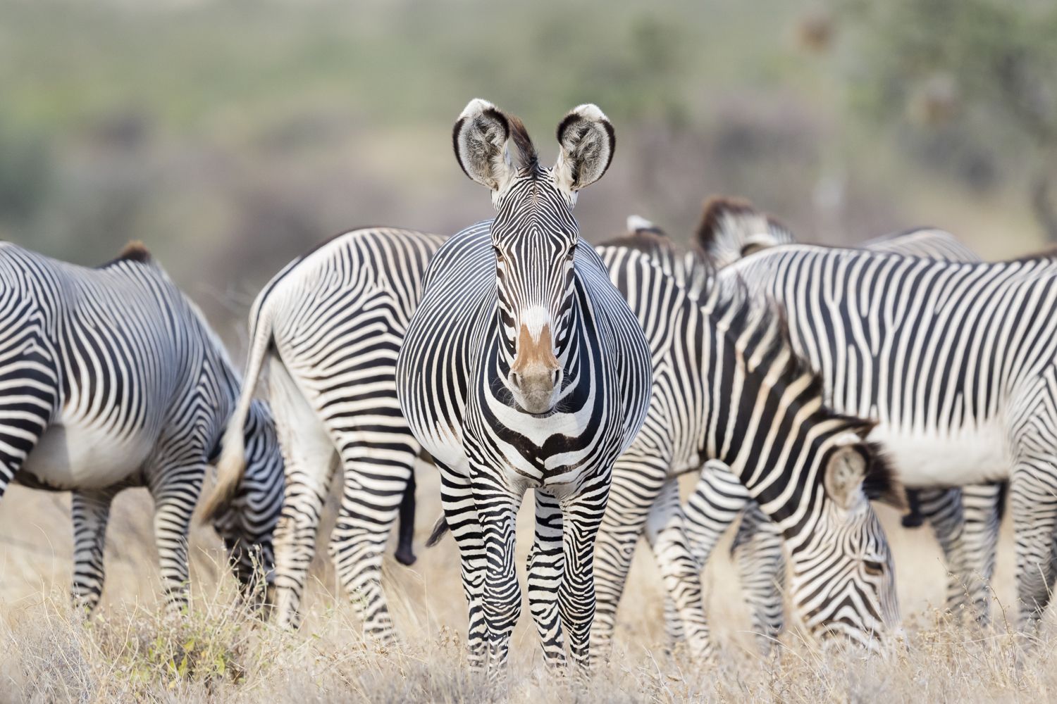 Grevy’s Zebras Are in Danger of Extinction in Kenya
