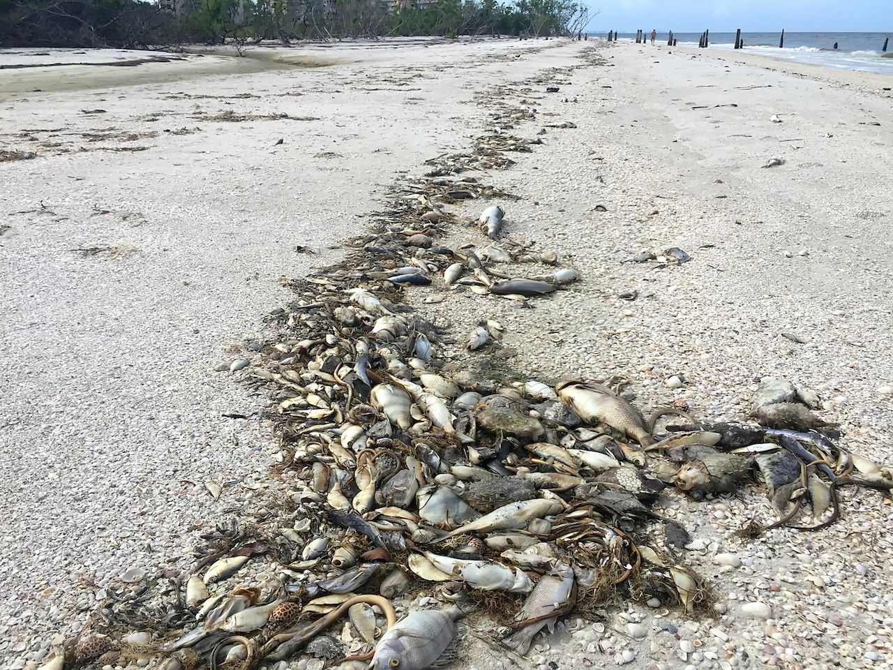Florida’s Red Tide and What It Means for Travelers