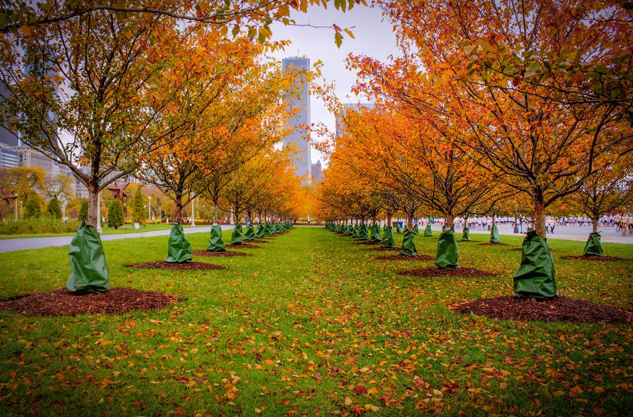 What to Do in Chicago in Fall