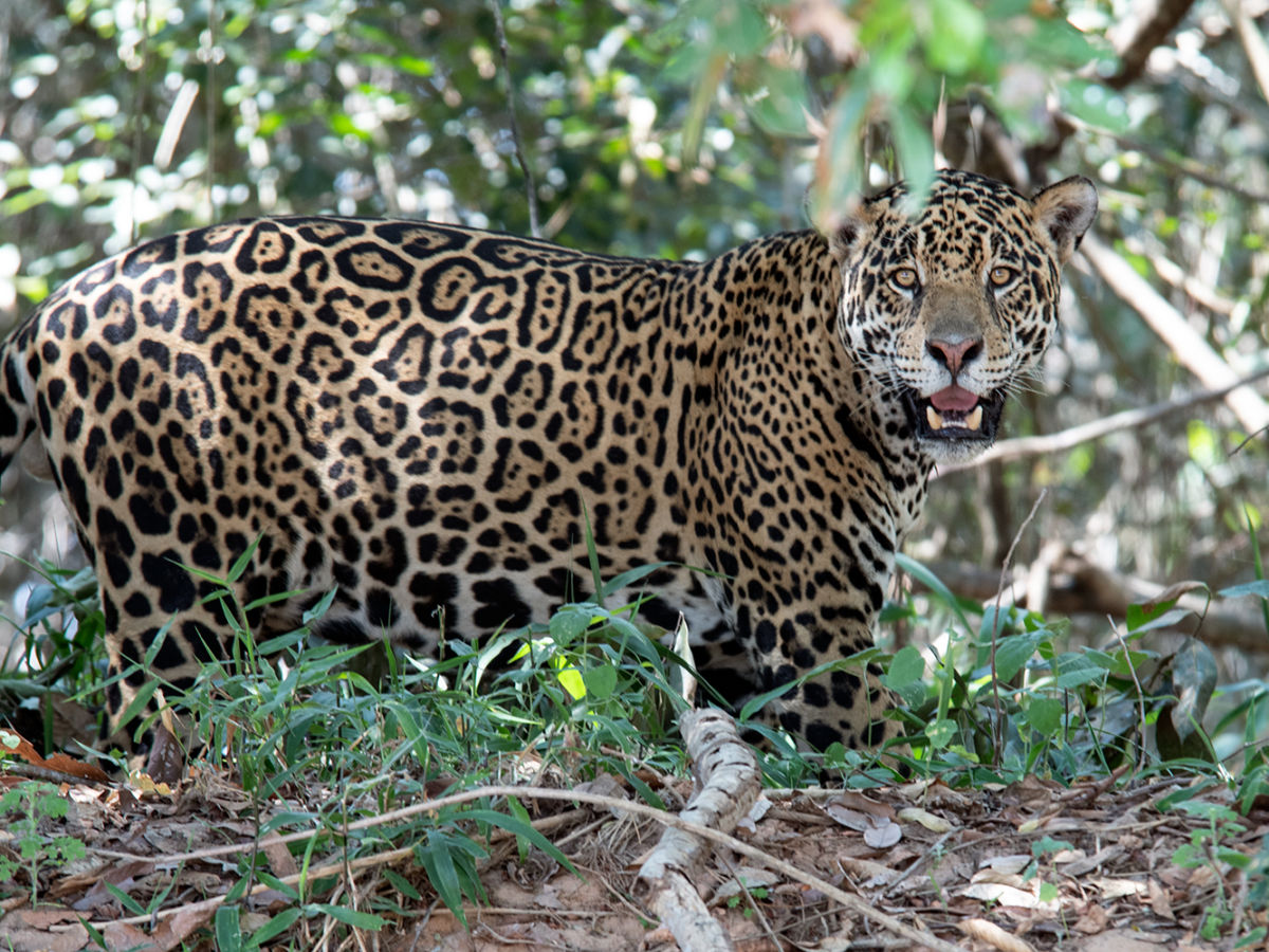 The Best Place in the World to See Wildlife Is the Pantanal