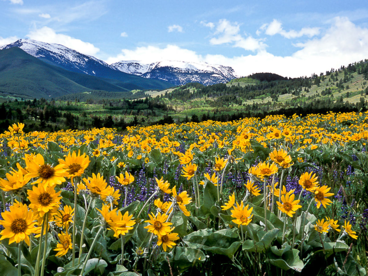 Travel To Montana: 5 Ways To Experience the Best of the State