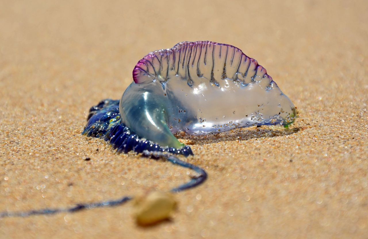 Jellyfish Invasion in Australia Injures 5,000