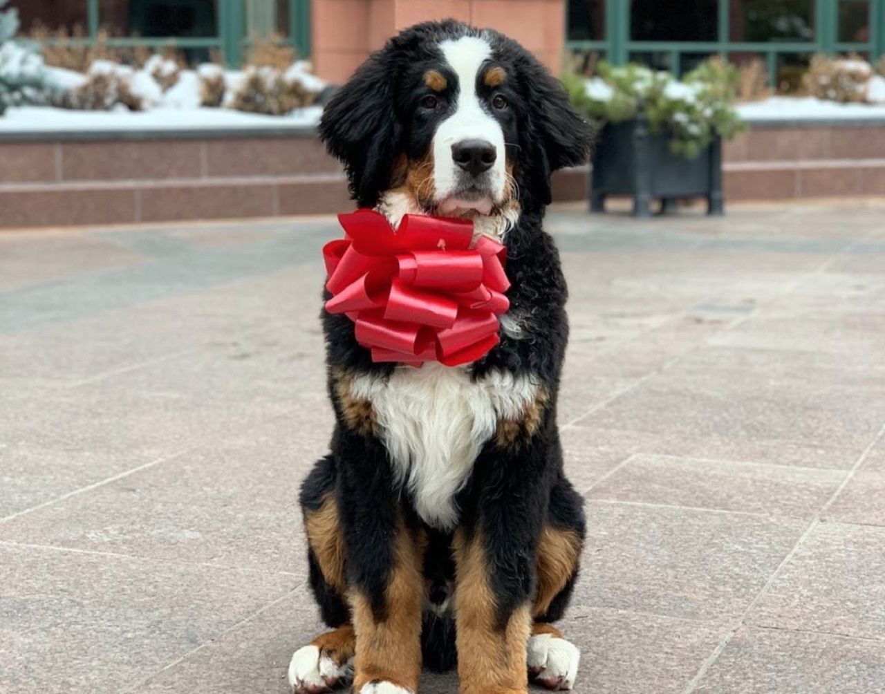 This Bernese Mountain Dog Is the New Mascot of the St. Regis in Aspen
