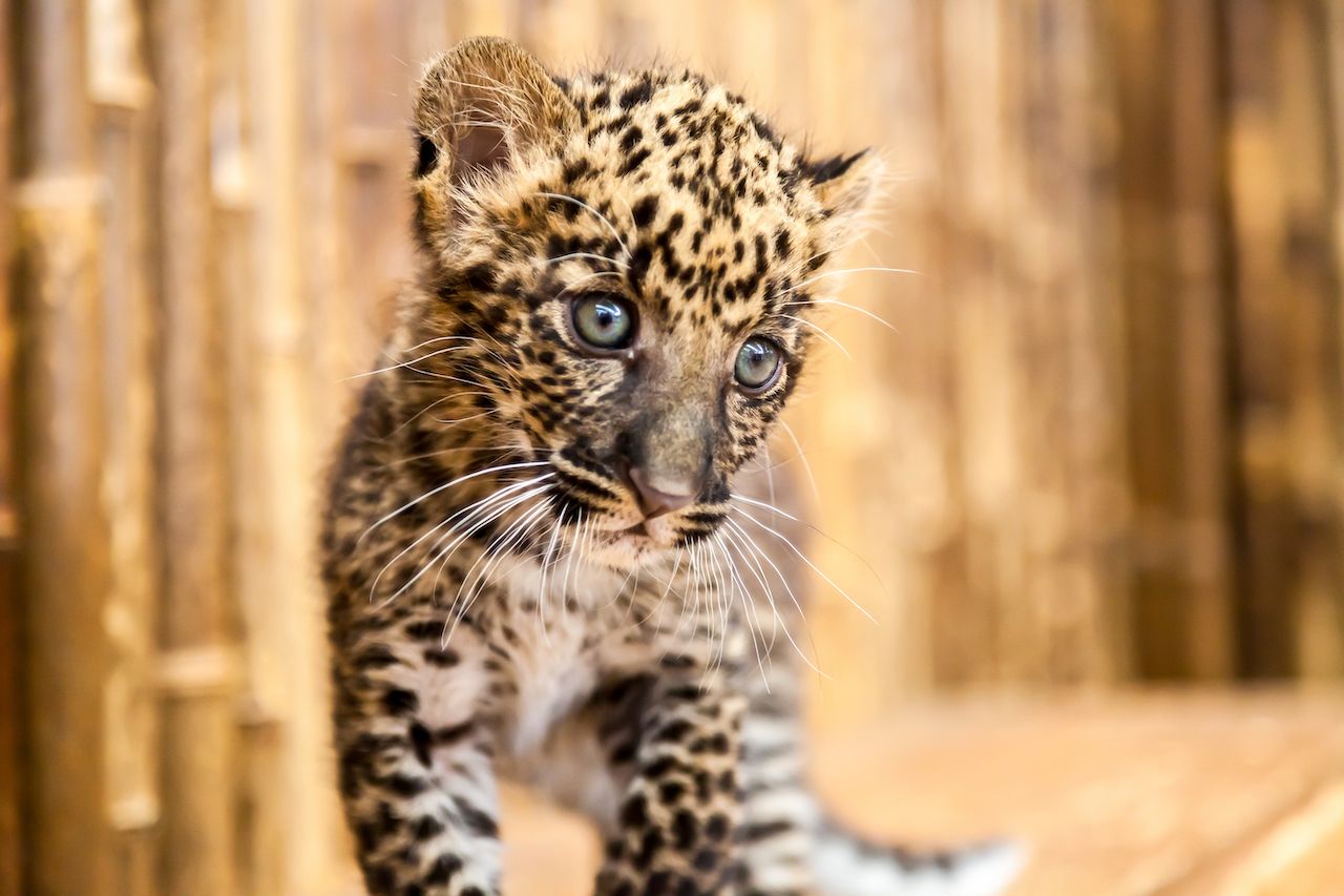 Leopard Cub Found in Luggage at India Airport