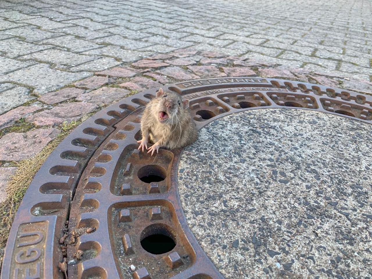 Rat Stuck in Sewer Cover in Germany Rescued