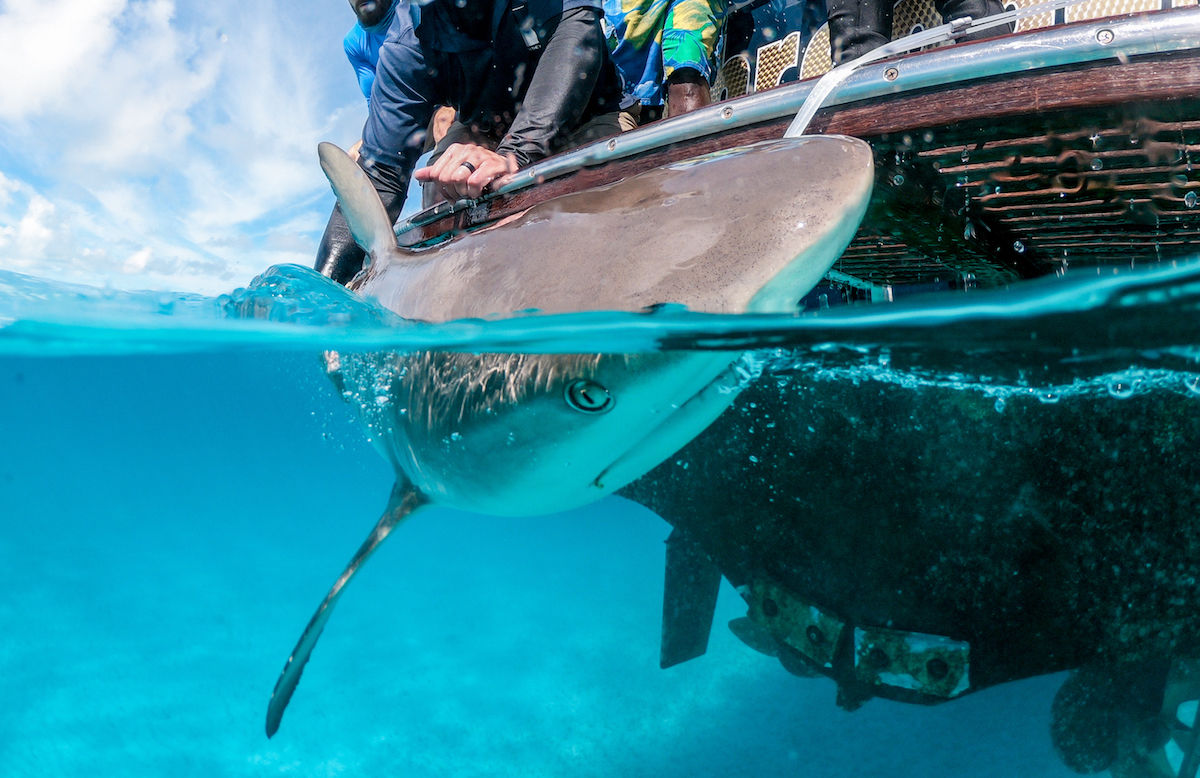 Where to See and Dive With Sharks in the Bahamas