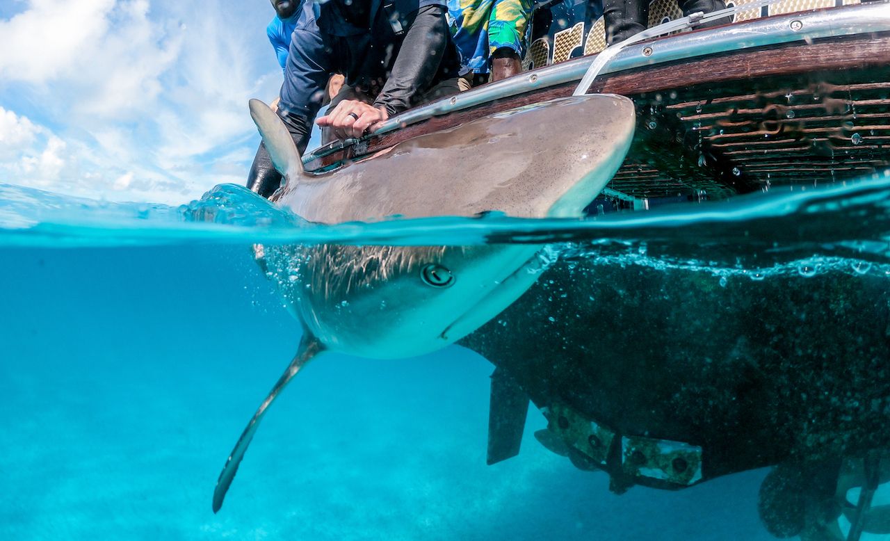 Where to See and Dive With Sharks in the Bahamas