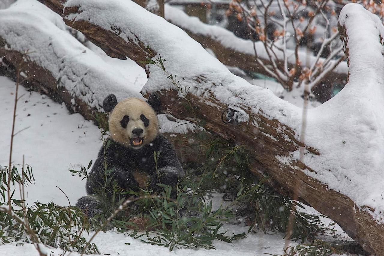 Adorable Pandas Playing in the Snow