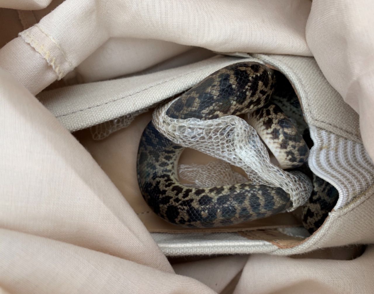 A Python Hid in a Woman’s Plane Luggage From Australia