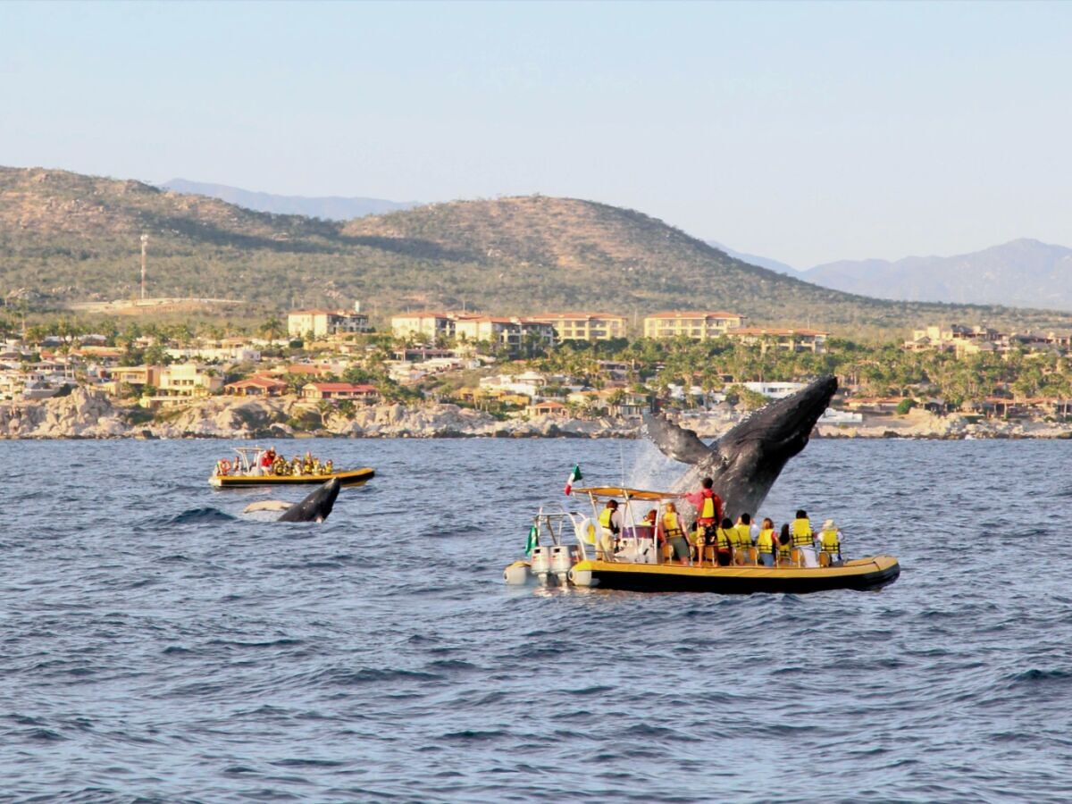Whale-Watching Hotels: 11 Places to Find Whales Worldwide