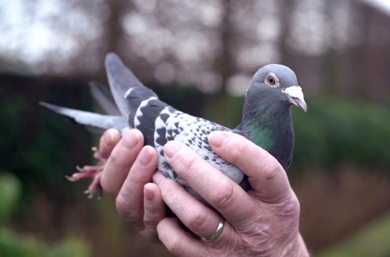 Racing Pigeon Auctioned for $1.4 Million in Belgium