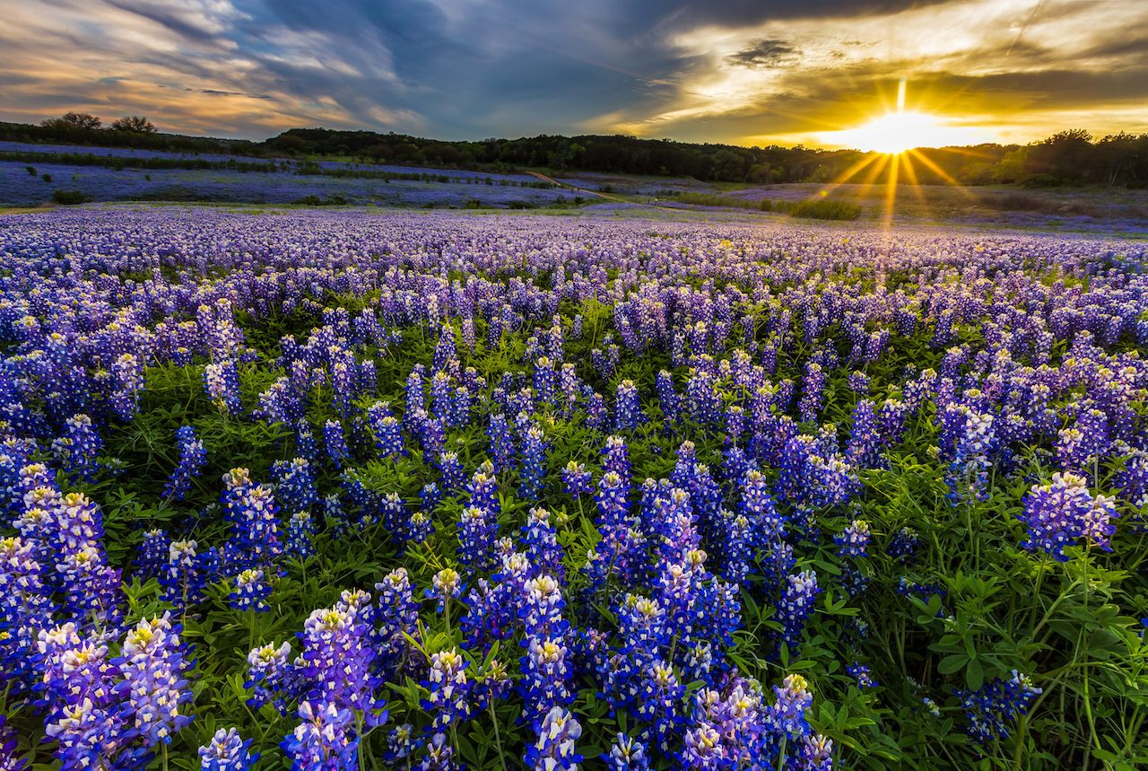 The 11 Most Stunning Flower Fields In The US 2022 