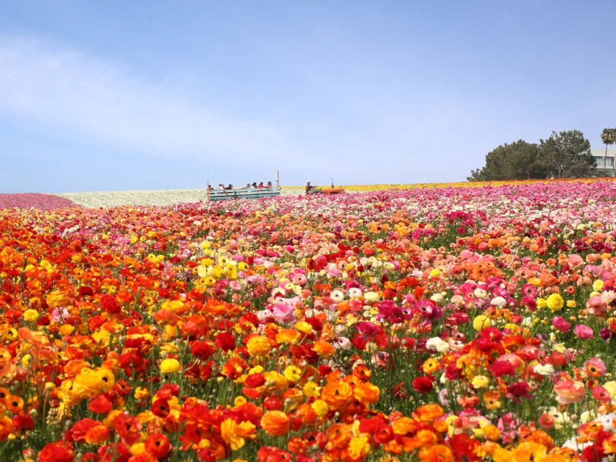 The Best Flower Fields in the US for This Spring