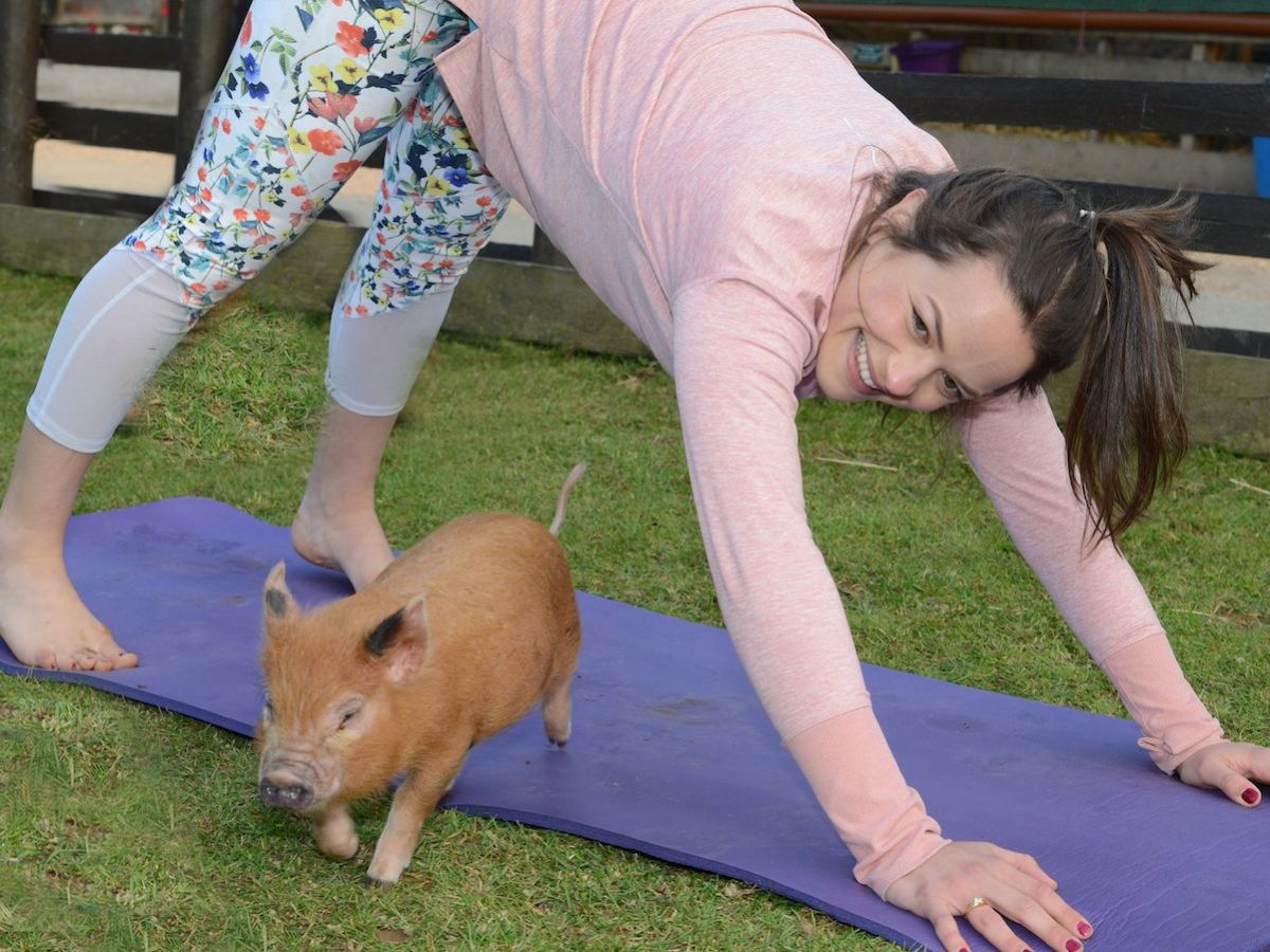 Do Pilates With Pigs at This English Farm
