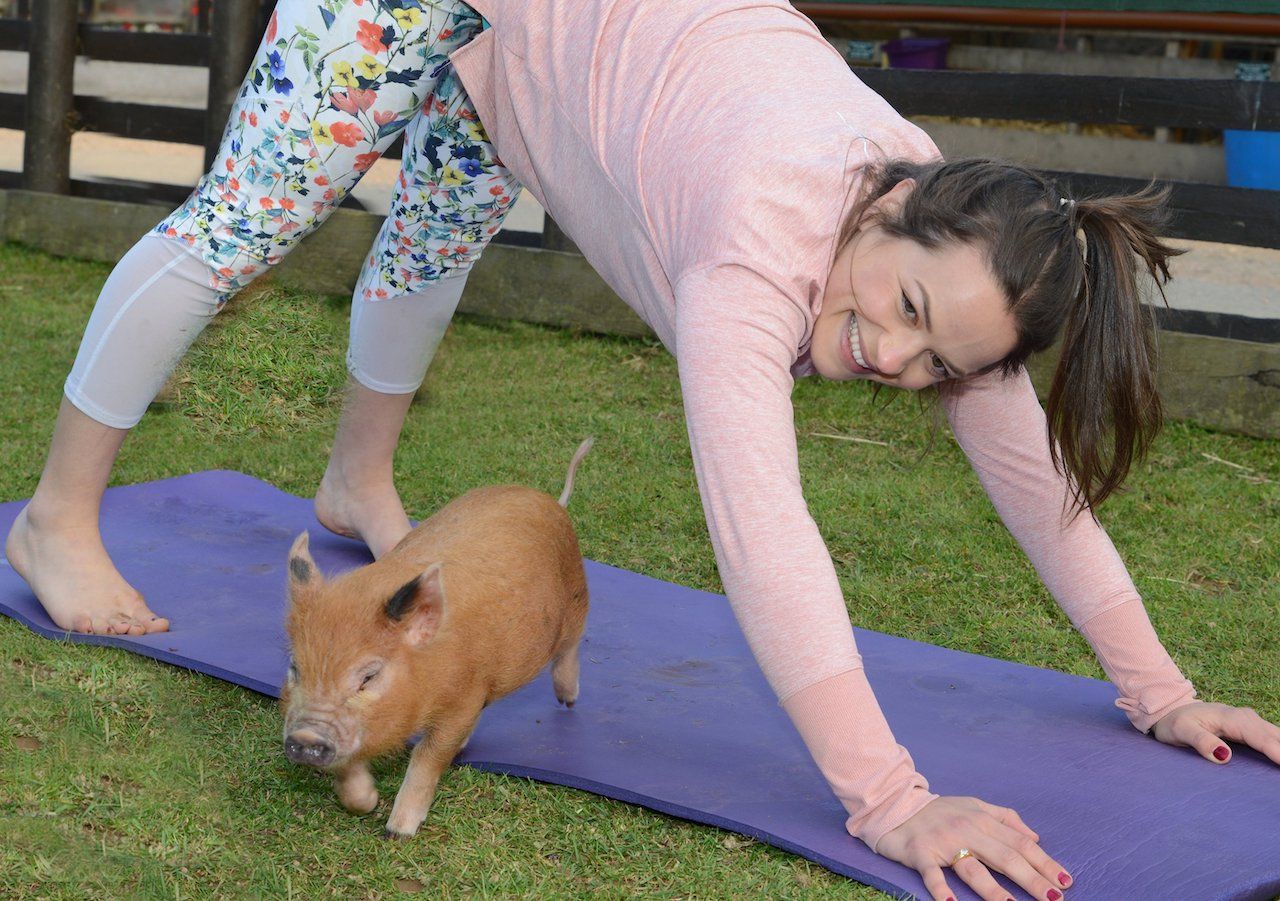 Do Pilates With Pigs at This English Farm