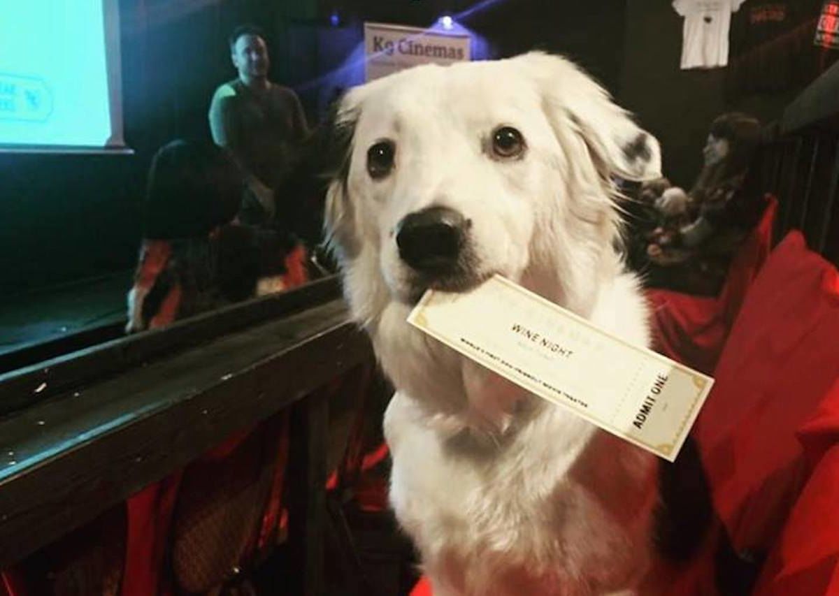 K9 Cinemas in Texas Is a Dog-Friendly Movie Theater With Wine