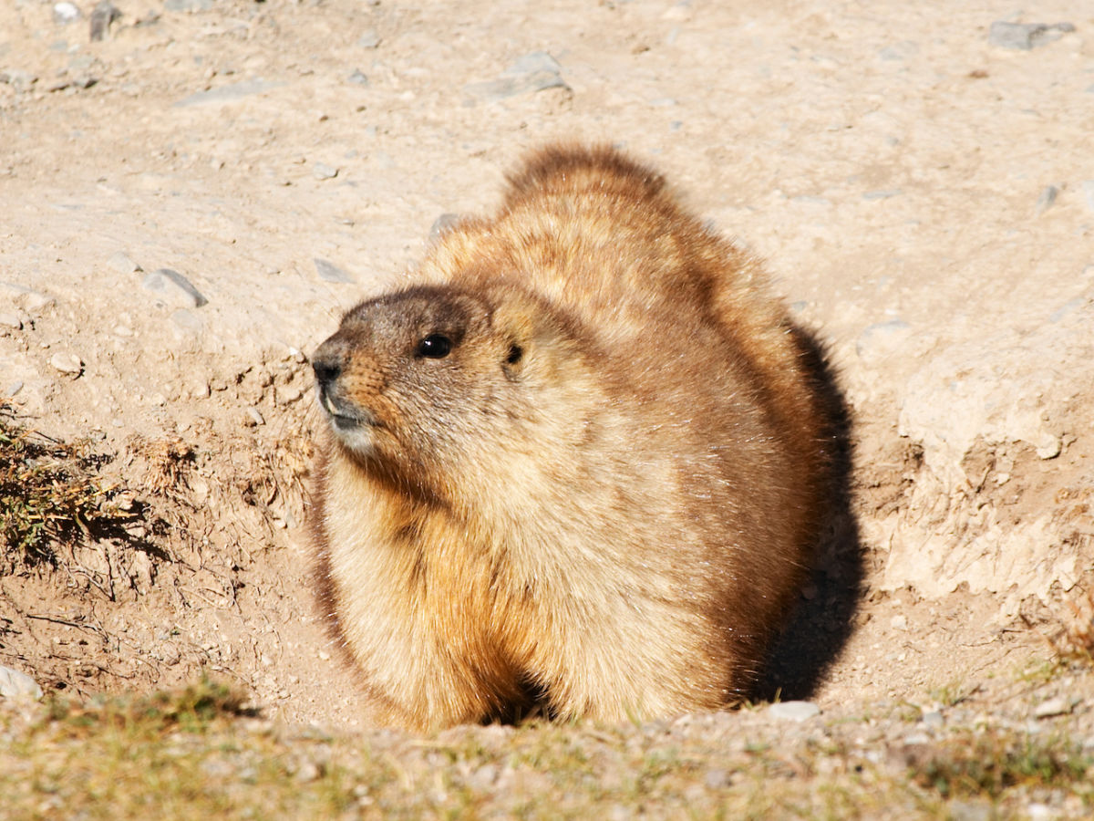 Bubonic Plague Kills Two in Mongolia and Quarantines Tourists
