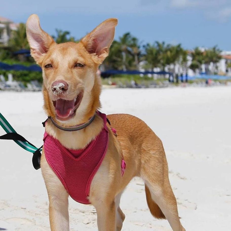 Adopt Potcake Dogs on Turks & Caicos