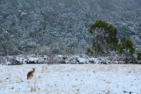 Snowfall in Queensland, Australia