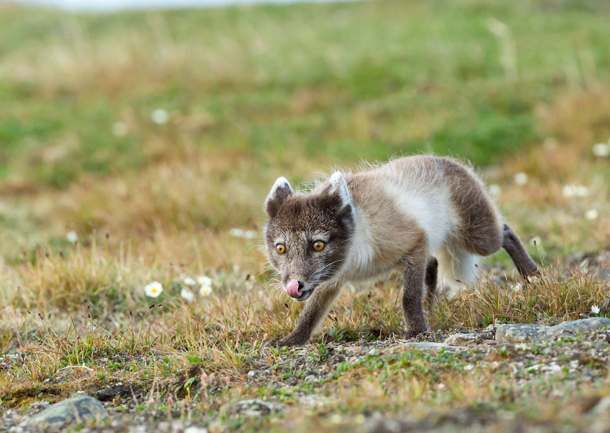 Arctic Fox Walks From Norway to Canada