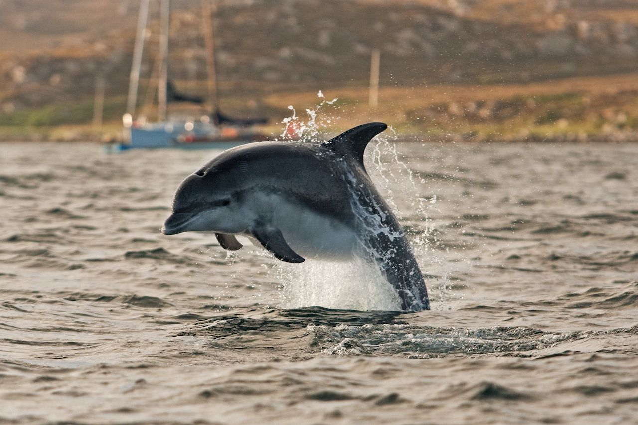 Where to See Whales in Scotland, United Kingdom
