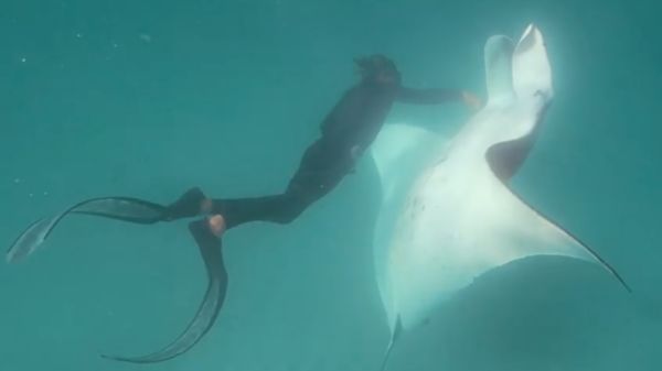 Manta Ray Begs for Help in Video