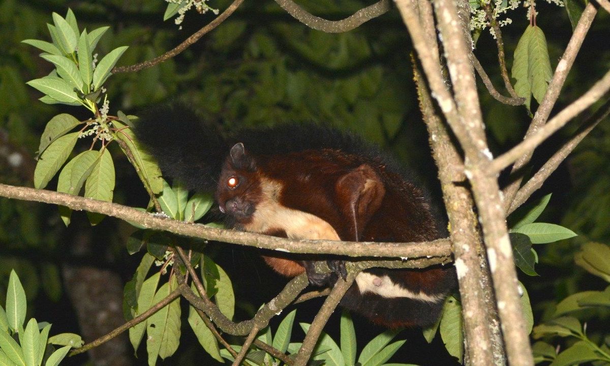 New Giant Flying Squirrel Species