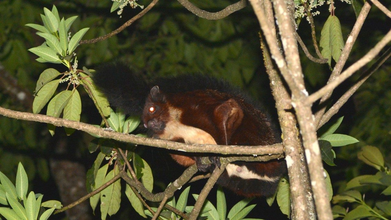 New Giant Flying Squirrel Species