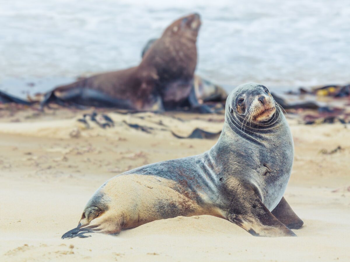 Where to See New Zealand Wildlife: 10 Unique Species to Spot