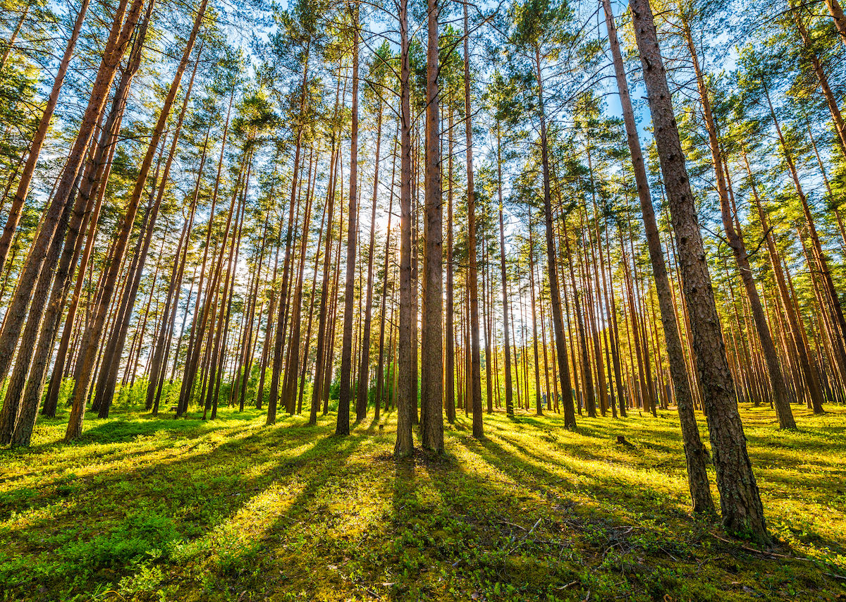 Planting More Trees Could Solve Climate Crisis