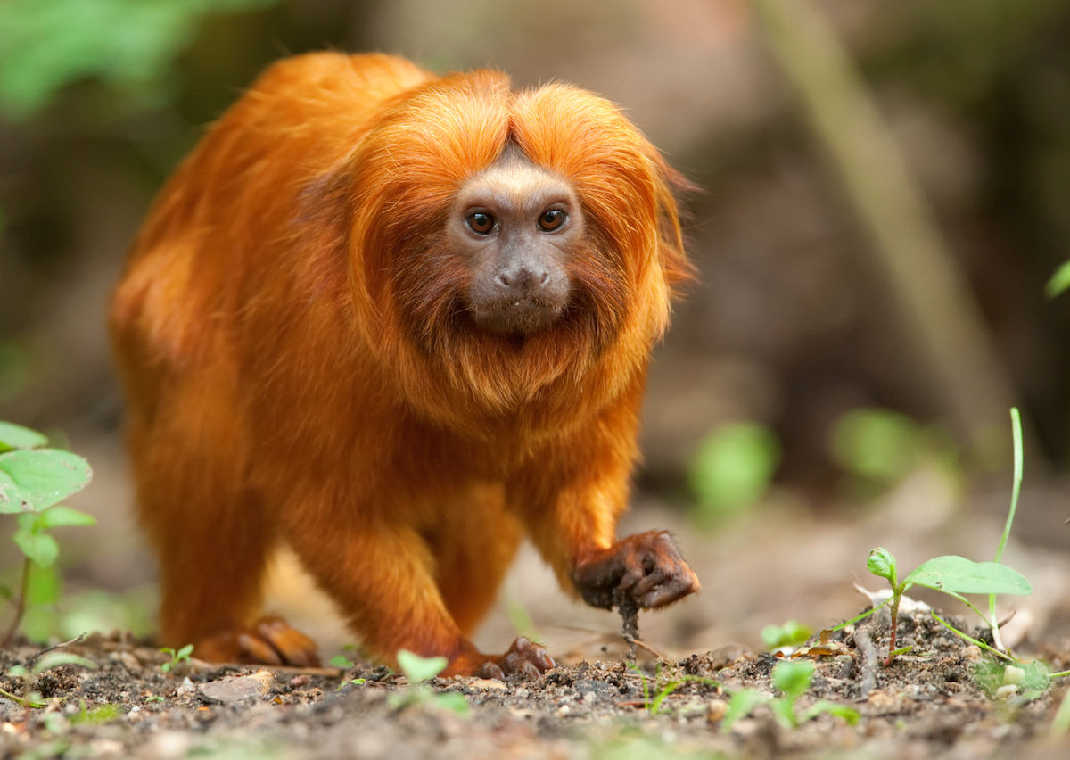 Animals Saved From Extinction Through Conservation