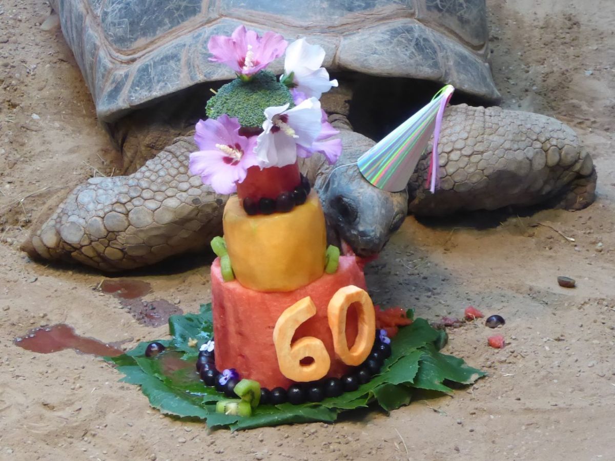 Henry the Tortoise’s 60th Birthday Party