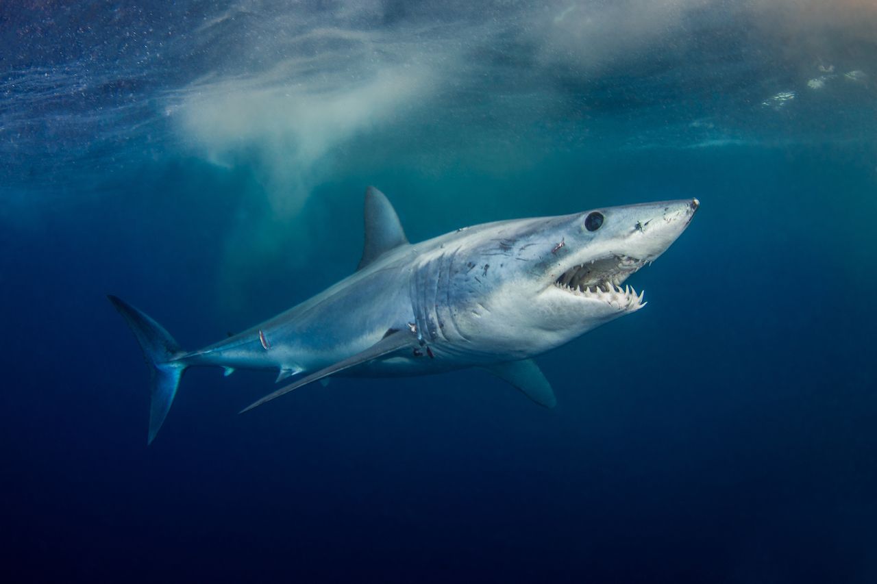 Environmental Protections for Mako Sharks and Rhino Rays