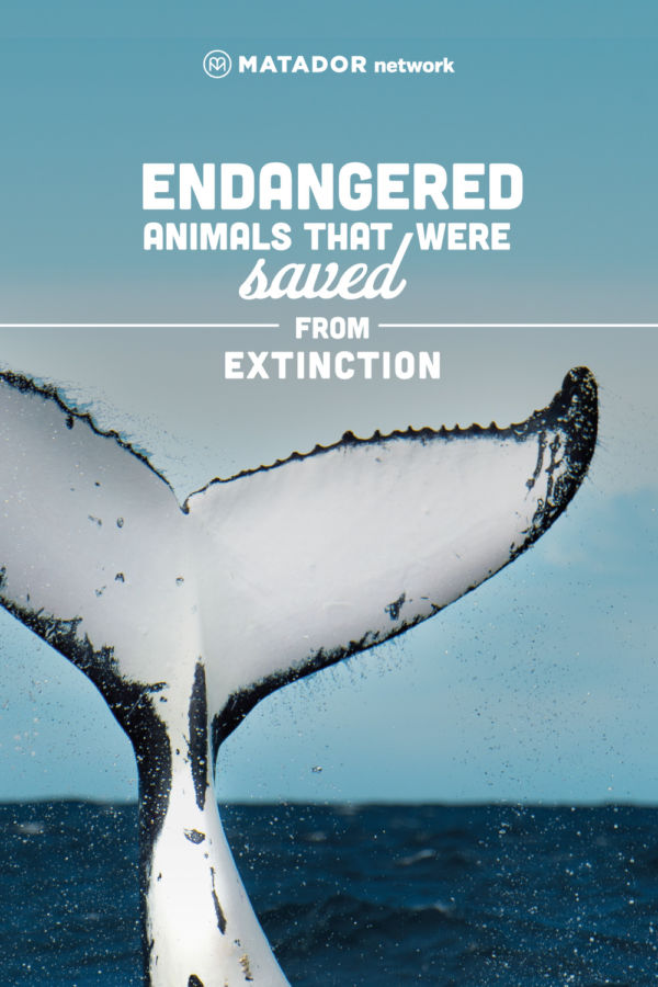 Animals Saved From Extinction Through Conservation