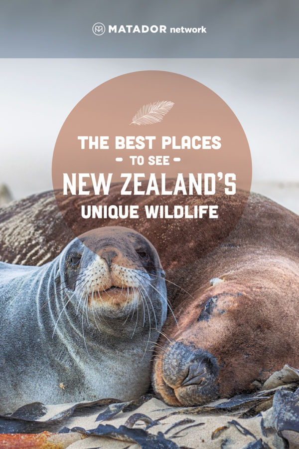 Where to See New Zealand Wildlife: 10 Unique Species to Spot
