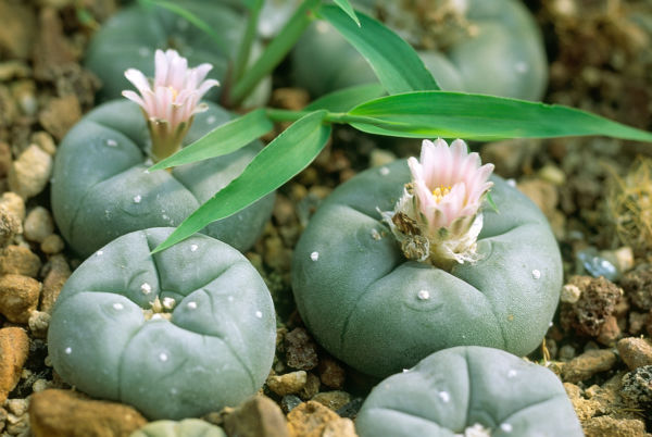 15 Sacred Plants From Cultures Around the World
