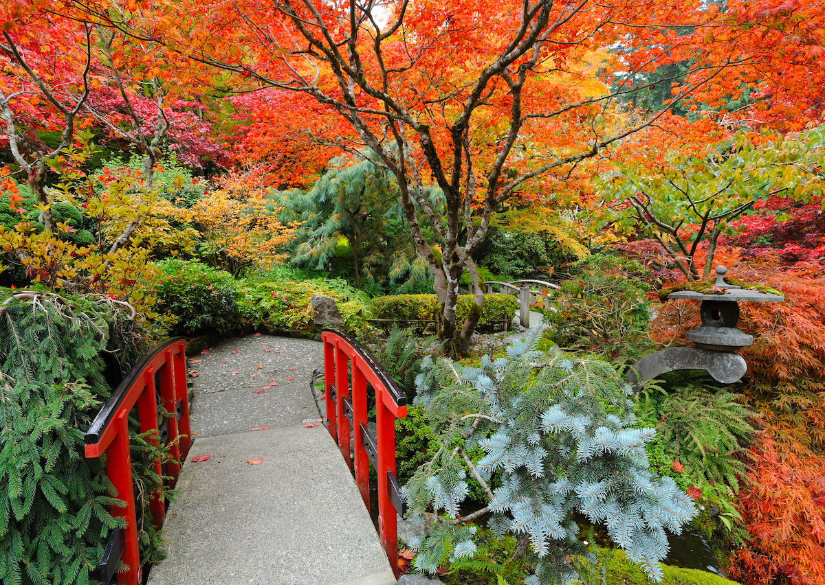 How to See the Fall Colors on Vancouver Island