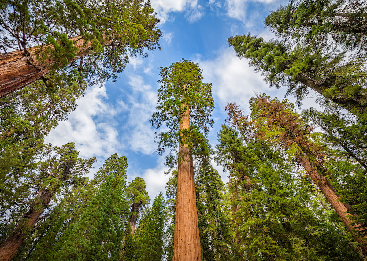 Alder Creek Sequoia Grove for Sale