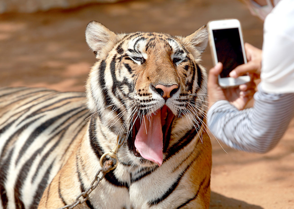 Tigers From Tiger Temple in Thailand Dying