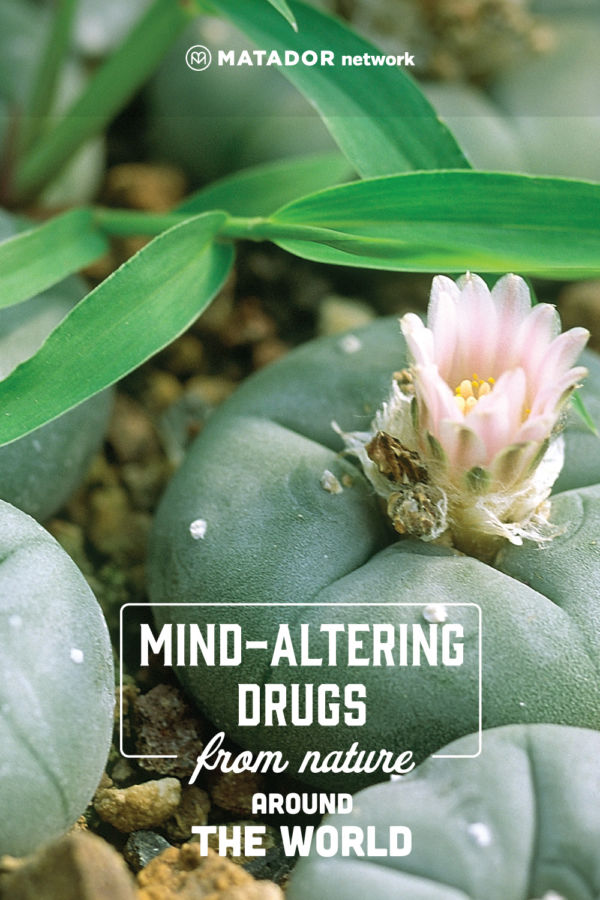 Mind-Altering Drugs That Exist in Nature