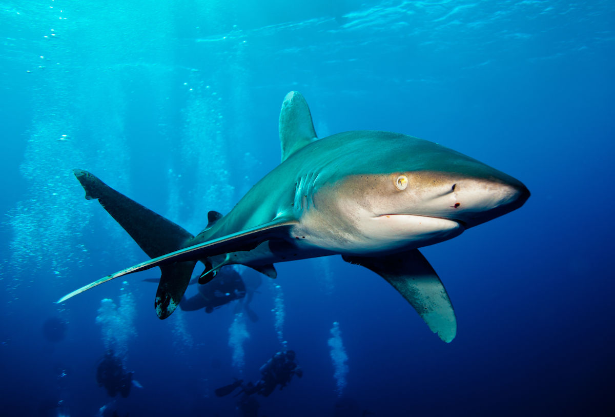 You Shouldn't Be Freaking Out About This Summer's Shark Attacks