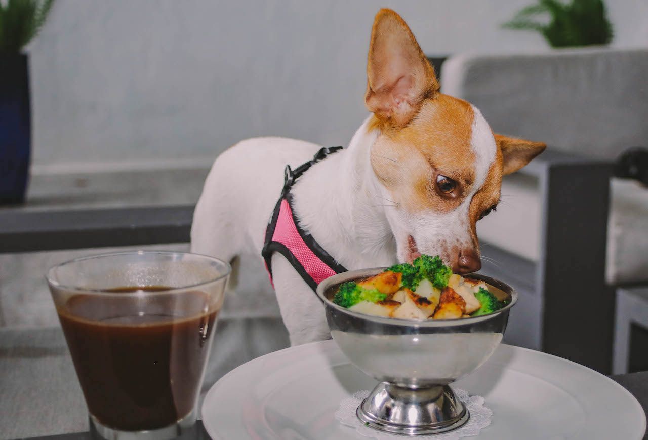 Restaurants With Dog Menus