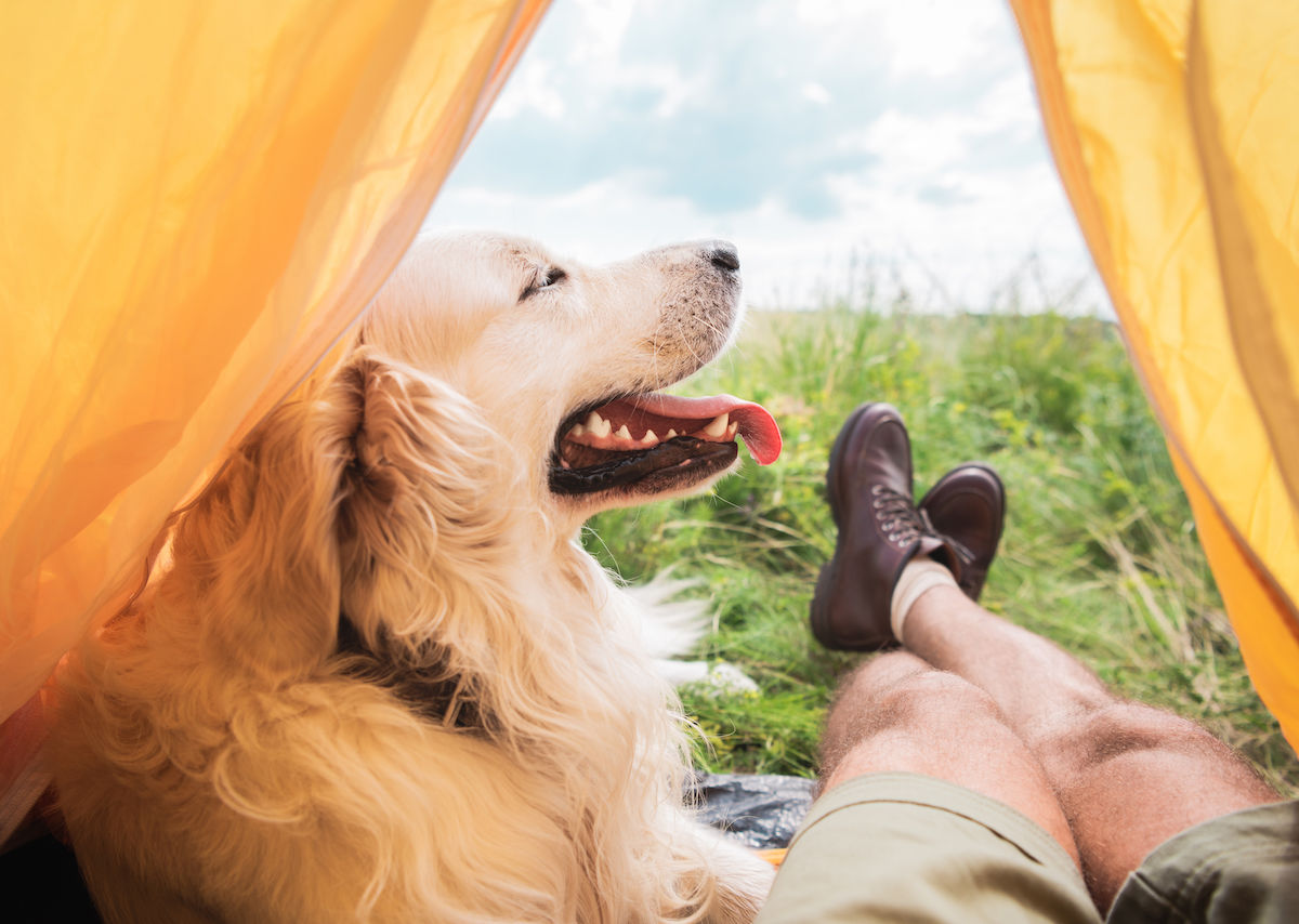 Tips for Camping With Your Dog