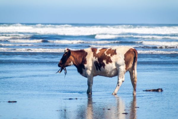 Three Cows Survived Hurricane Dorian by Swimming
