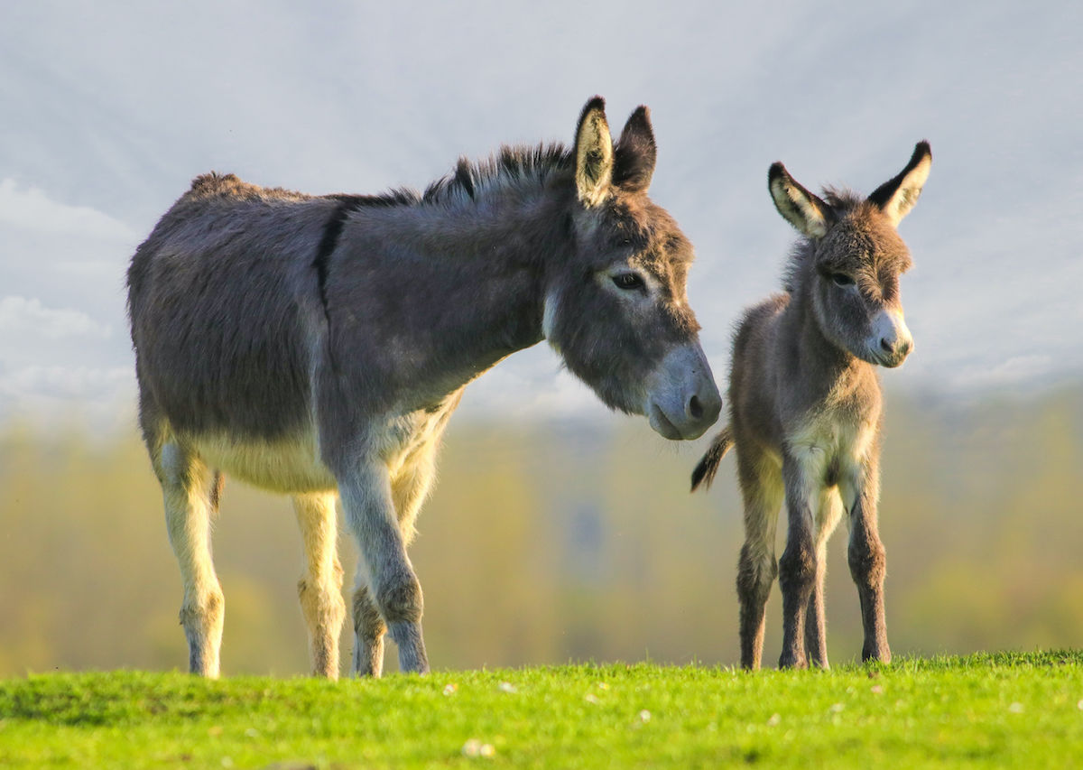 Global Donkey Population Is in Danger Because of Chinese Medicine